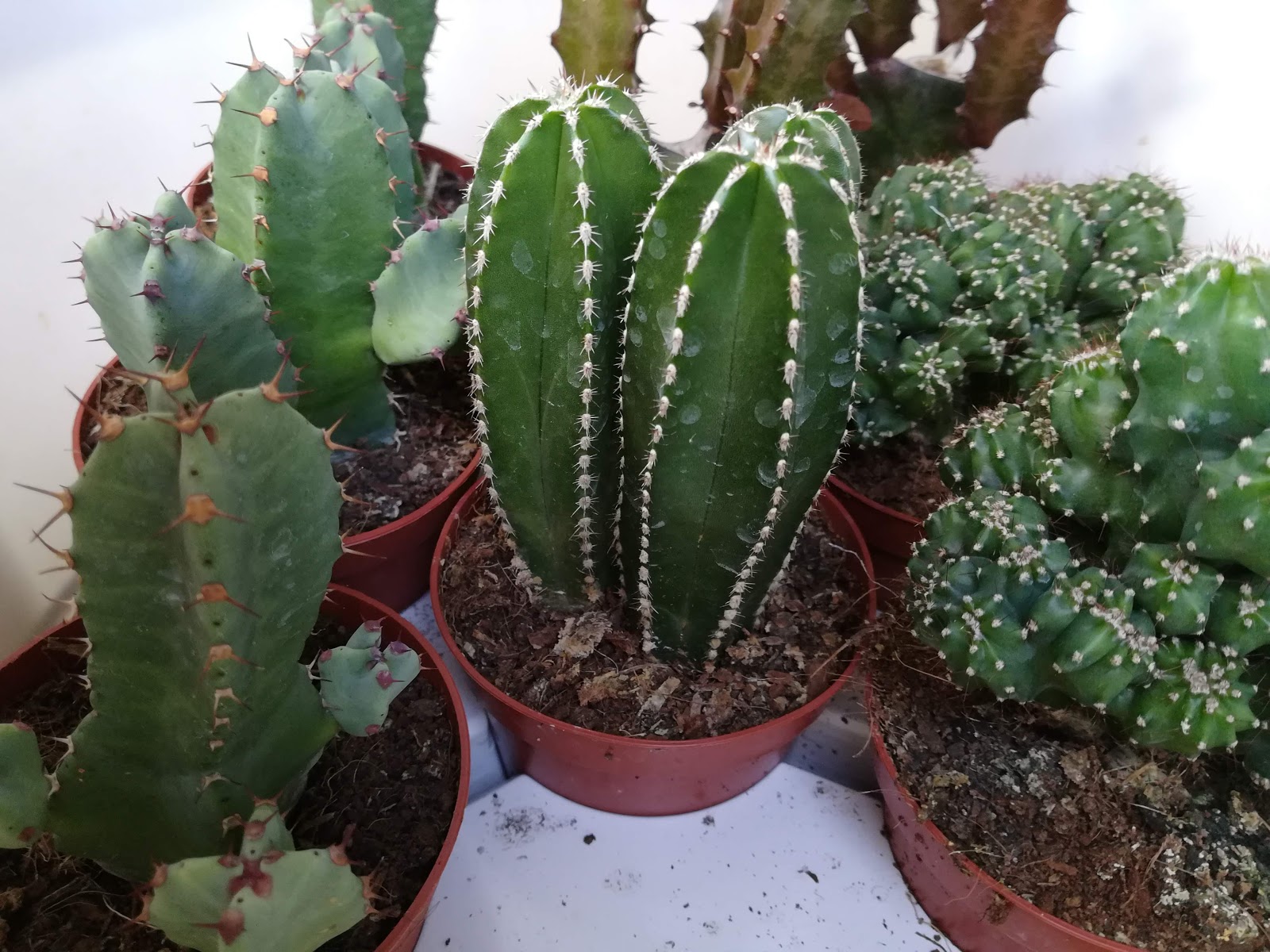 ART-DETALL Y EL CLUB DELS ARTISTES: SUCULENTAS-CRASAS Y CACTUS