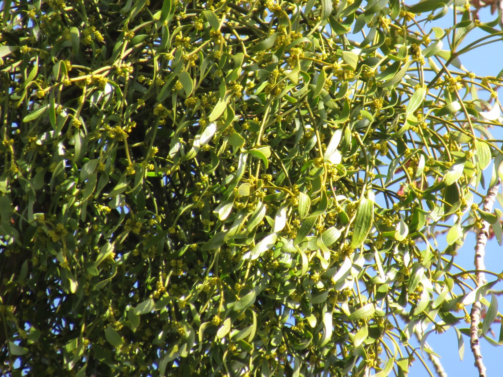 HERBAL PICNIC: EUROPEAN MISTLETOE
