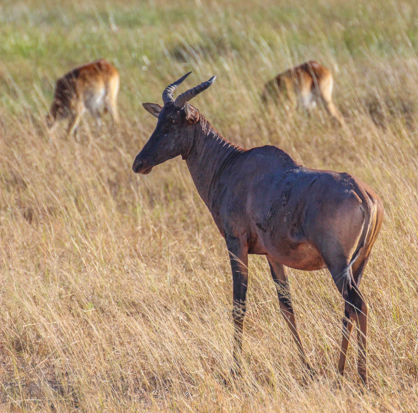 Cannundrums: Common Tsessebe