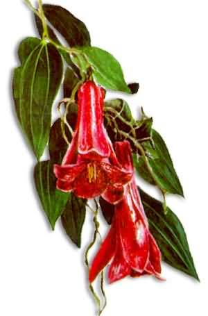 Con Claridad: Copihue Rojo