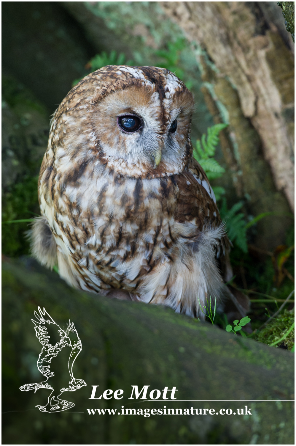 Lee Mott Photography