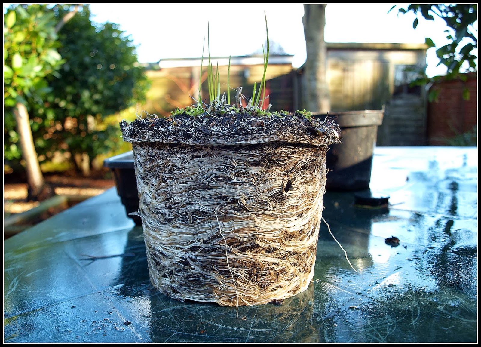 Mark's Veg Plot: Re-potting the Chives