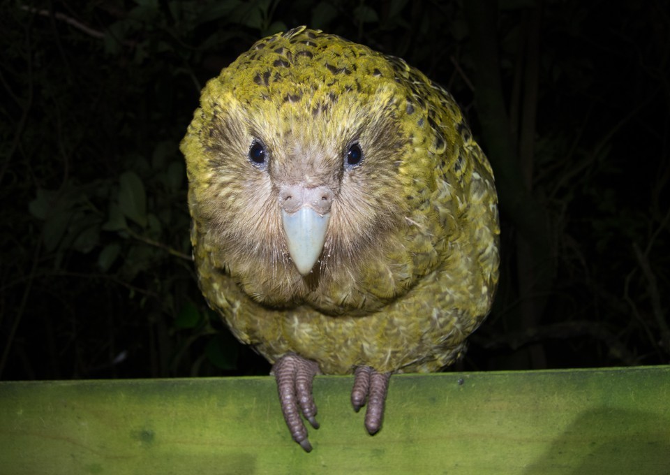 THE ROAD TAKEN : Kakapo: Every One Of These Endearing Parrots Will Have ...