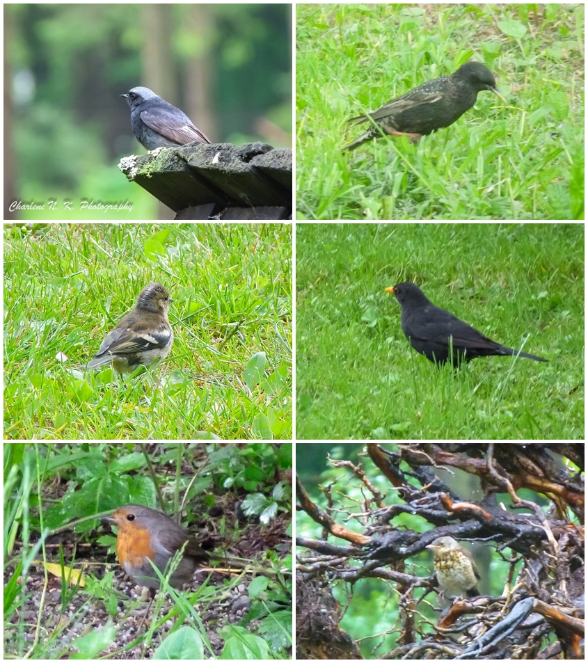 Jewel of the South: Zakopane |Blissful Solitary Wanderings