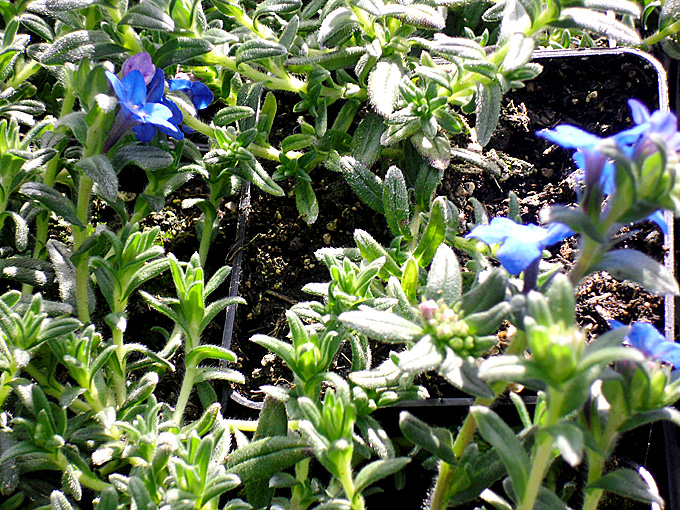 Hortus Italicus: Lithodora diffusa 'Heavenly Blue'