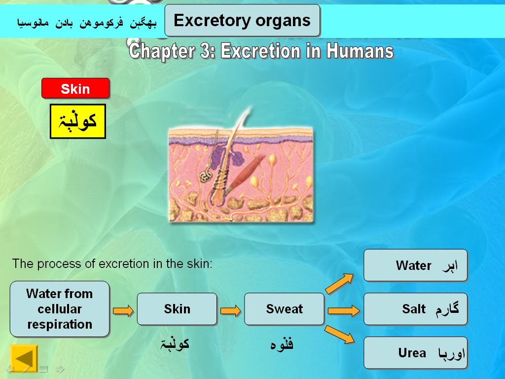 SMK Datuk Menteri SAINS PMR: Excretion in Human SKIN / Perkumuhan ...