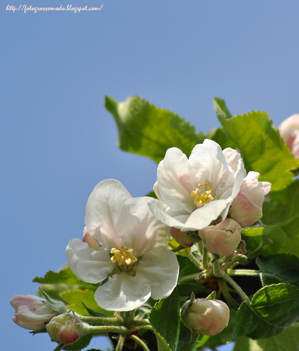 In linii mari: Flori de mar