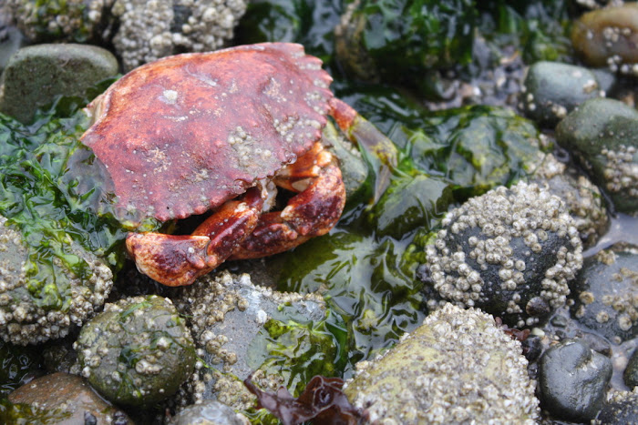 Rusty Ring: WW: Red rock crab