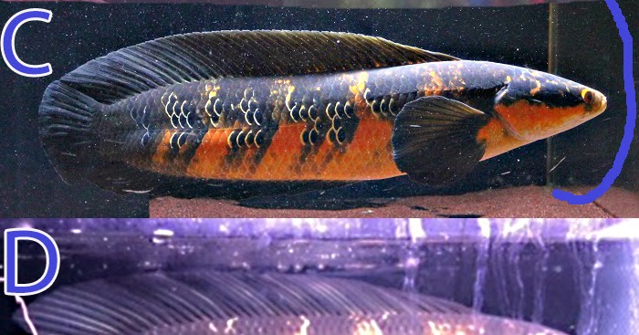 How many types of SP borneo are there?