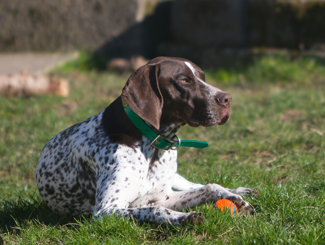 Shelter Dogs of Portland: "JONESY" German Shorthaired Pointer - Oregon ...