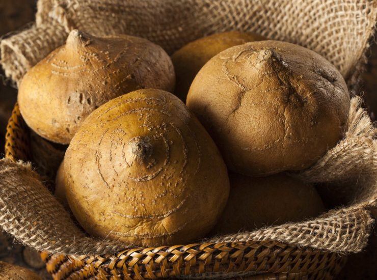 PLAAN : JÍQUIMA - Pachyrrhizus tuberosus