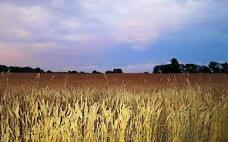 Wheatavore: Wheat harvest, 2013