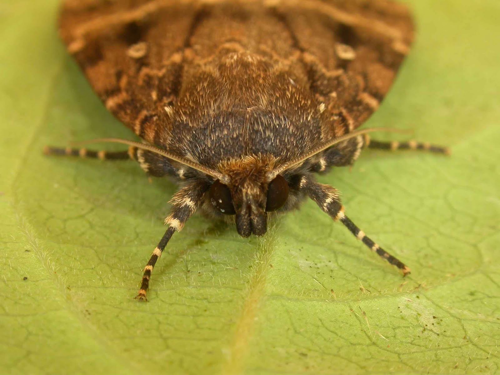 Darley Dale Wildlife: Copper Underwing