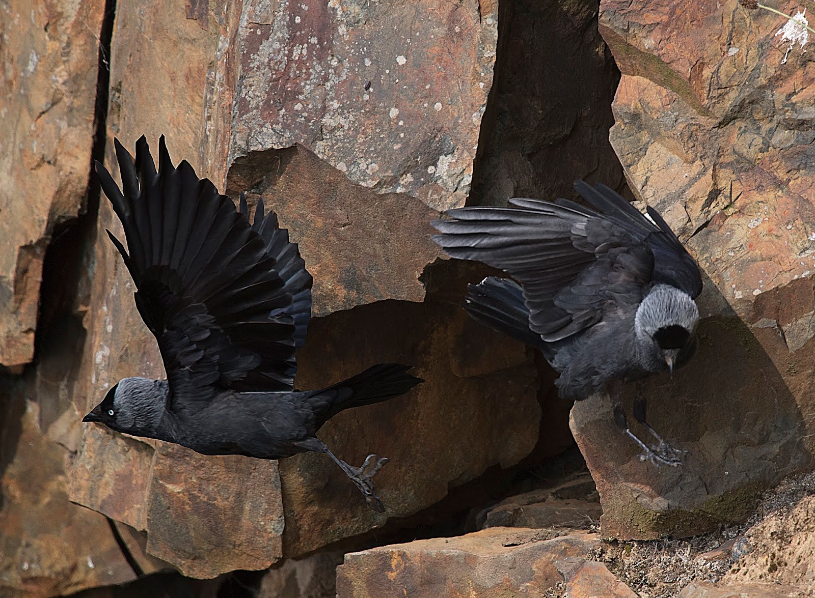 Alan James Photography : Jackdaw behaviour