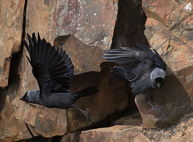 Alan James Photography : Jackdaw behaviour