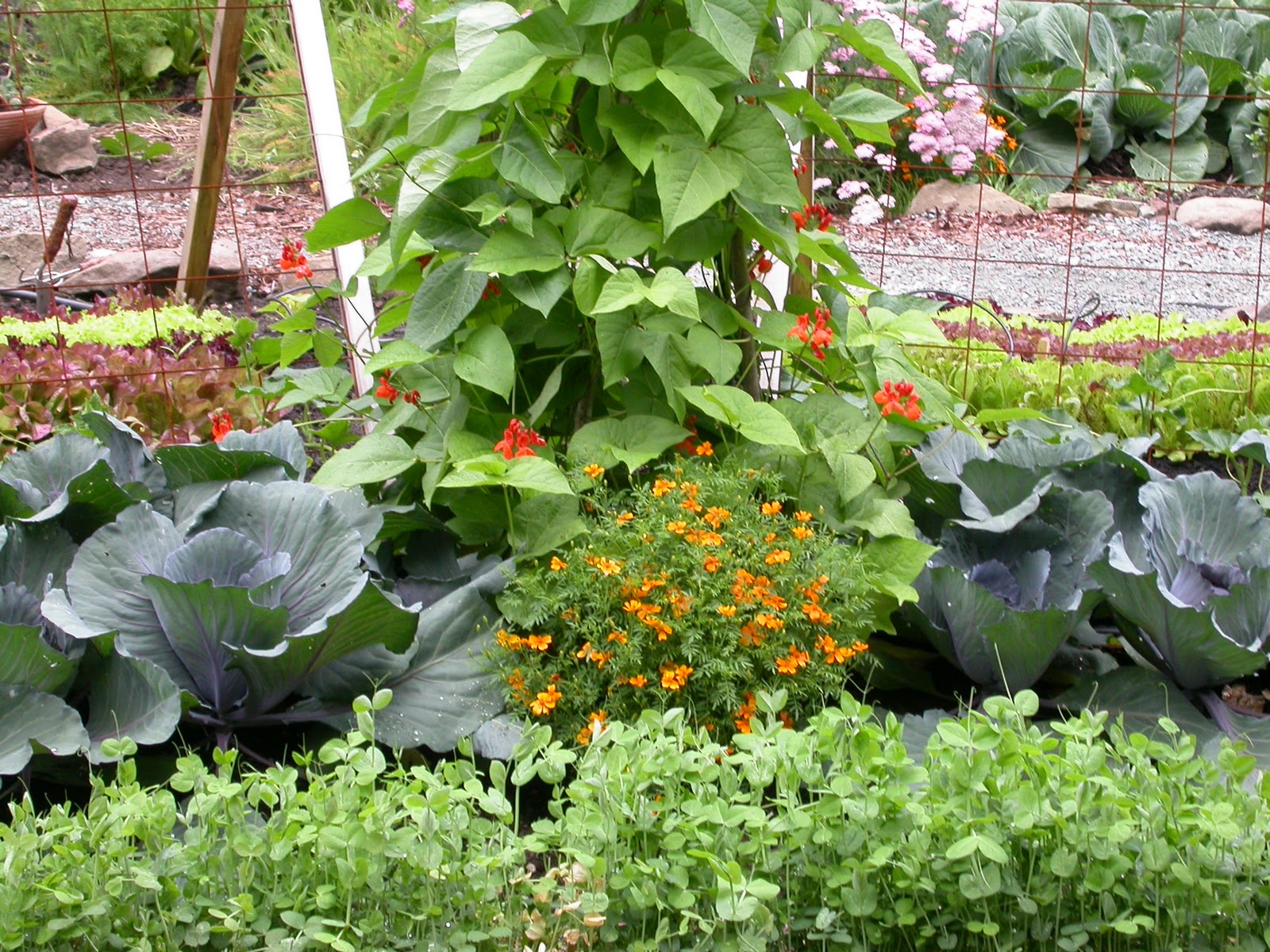 Christina's Garden: winter time cabbage