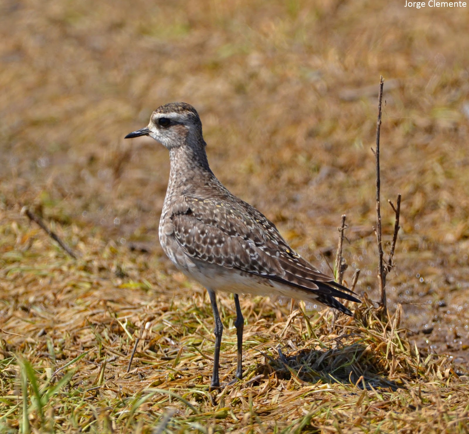 CHORLITO DORADO AMERICANO EN SAN SALVADOR: SEGUNDA CITA PARA ARAGÓN ...