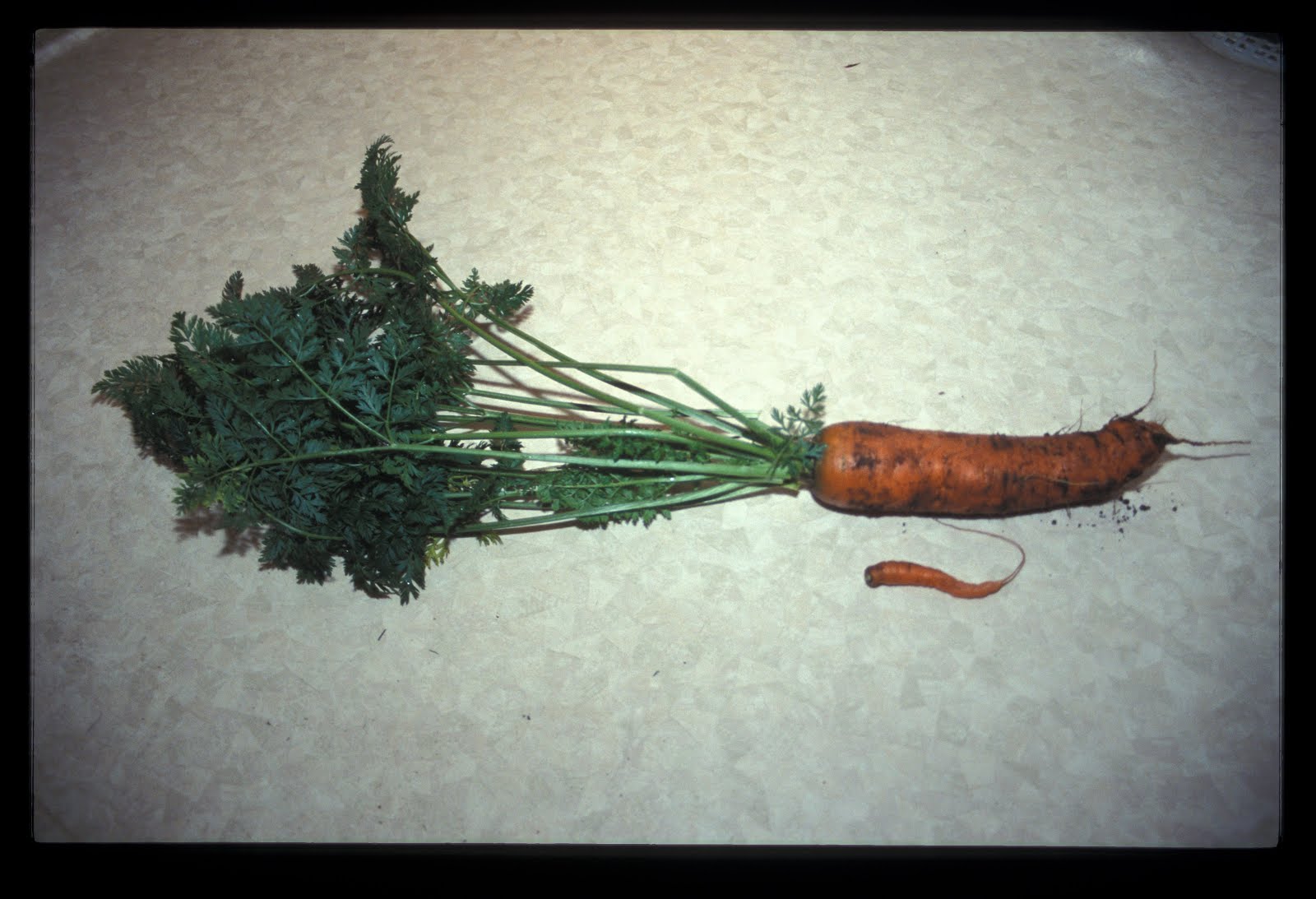 Mat. Bra mat.: Om Almfrö och annat från skogen