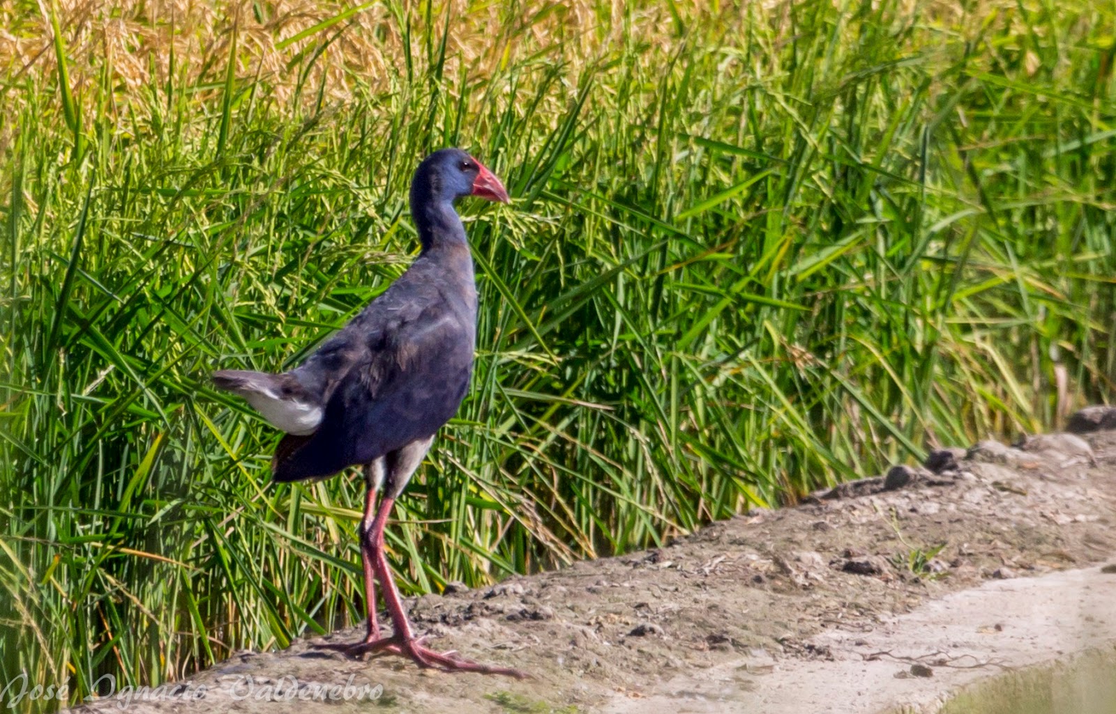 DocNatureBlog: El gallo azul. Calamón común (Porphyrio porphyrio)