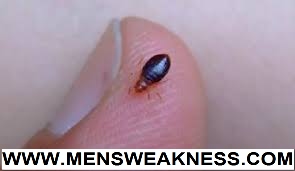 Khatmal Kaise Mare Kill Khatmal Insect Bed Bugs Ka Khatma Khatmal ...