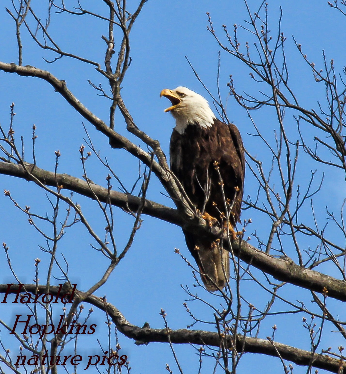 Hhop's Nature Walk: Bald Eagles