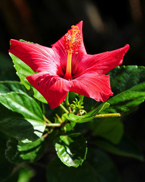 Flores de mexico - Imagui