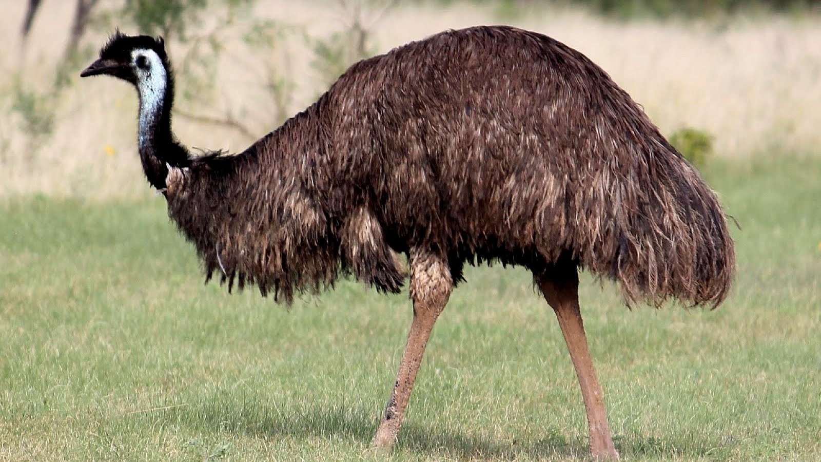 Emu - Are Emus Endangered - Danger Choices