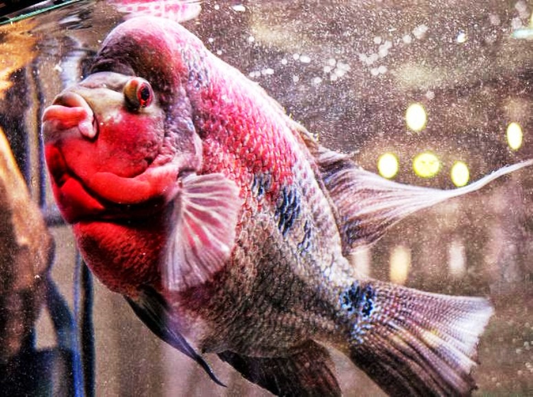 FLOWERHORN FISH photos - wallpapers (ανανεωμένο) | the fun bank