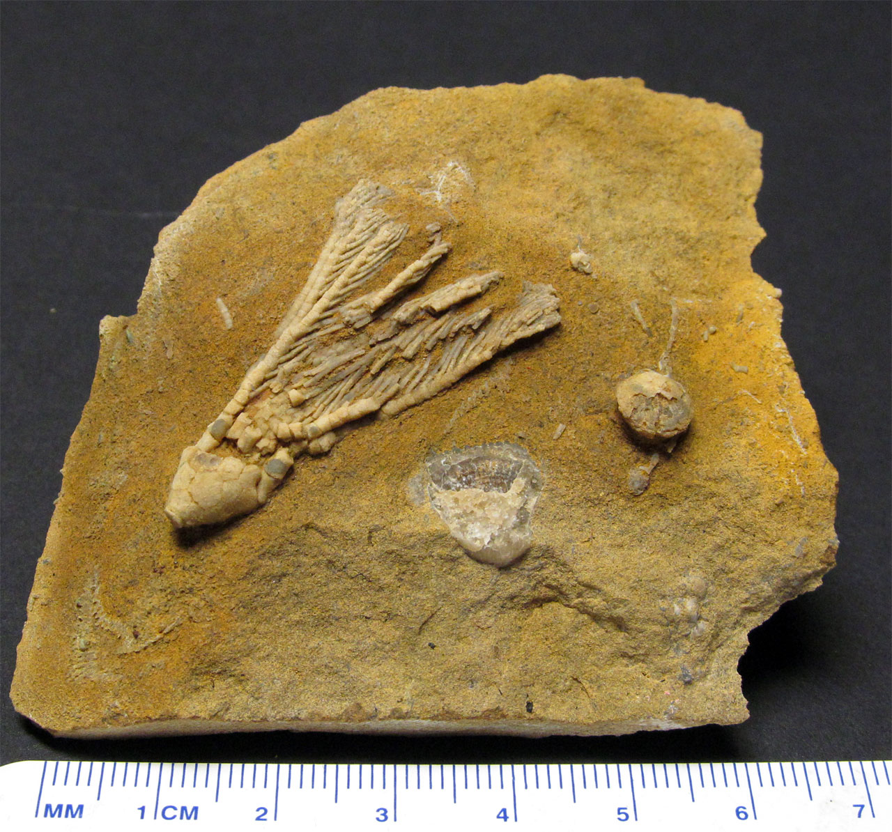 Louisville Fossils and Beyond: 2012