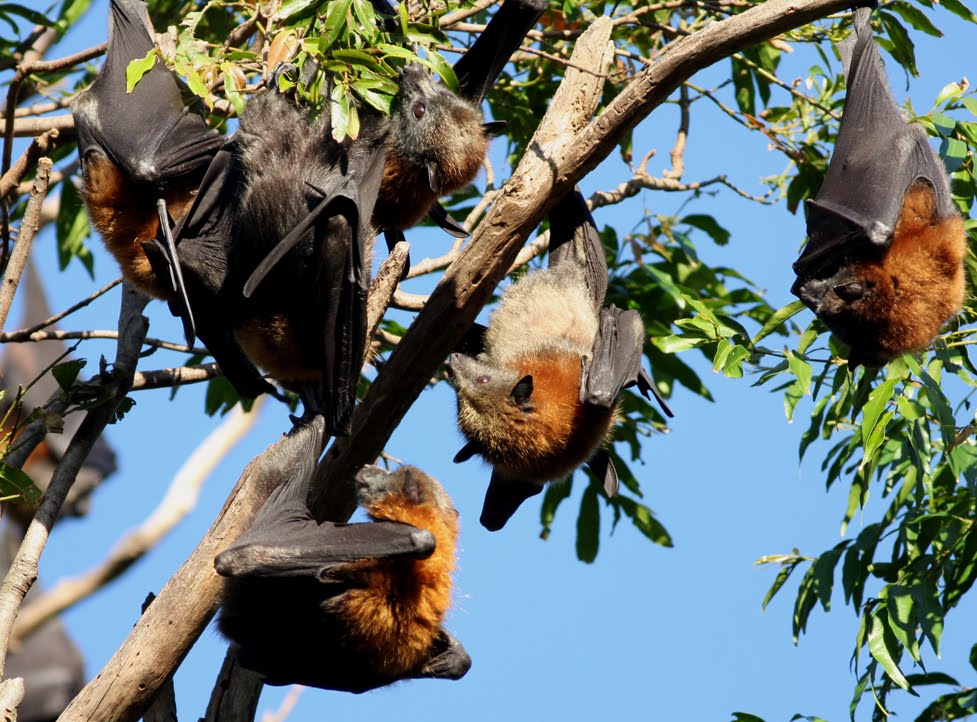 Mark James Pearson: Bits & (Mega)bats from the Botanical Gardens