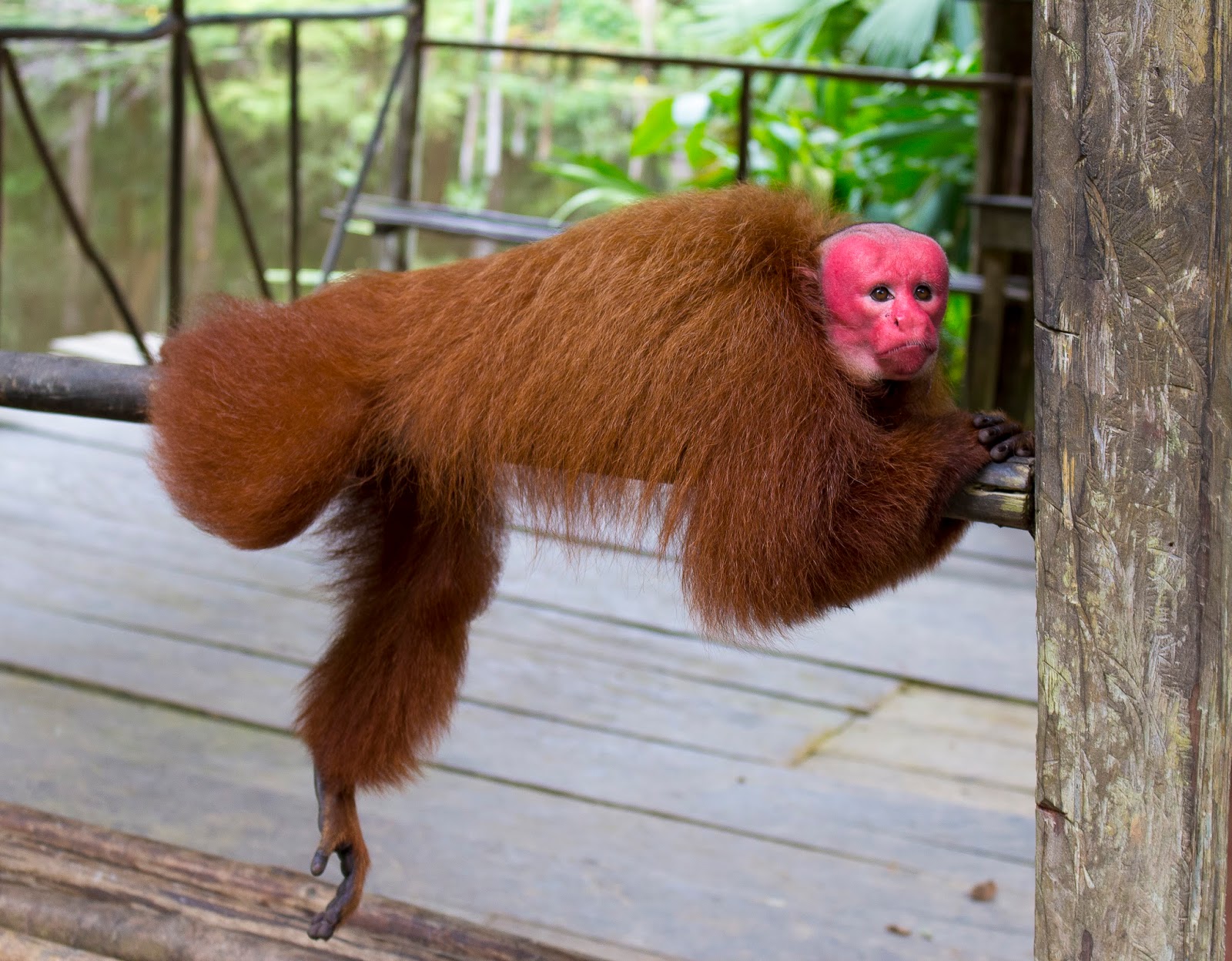 Photos By Ed Harkless