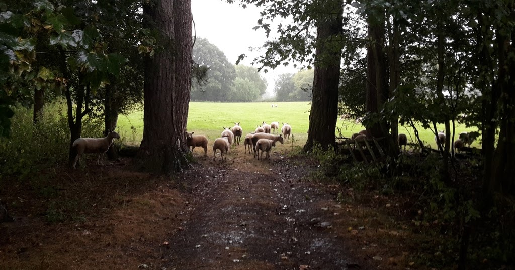 An English Homestead: Checking The Sheep In the Rain