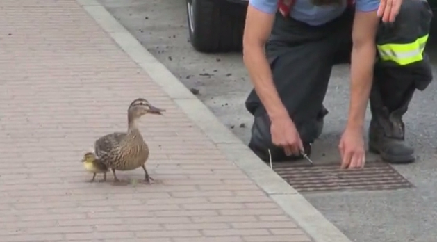 White Wolf : Panicked mother duck asks for help from firefighters to ...