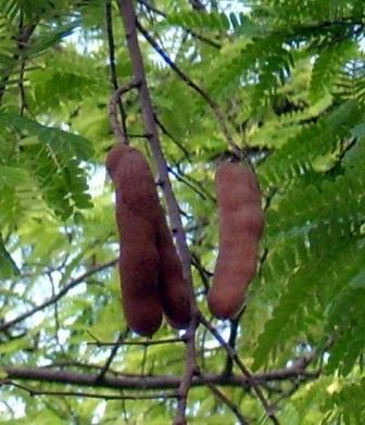 Tropical Fruits and Its Value: Tamarind (Tamarindus indica)