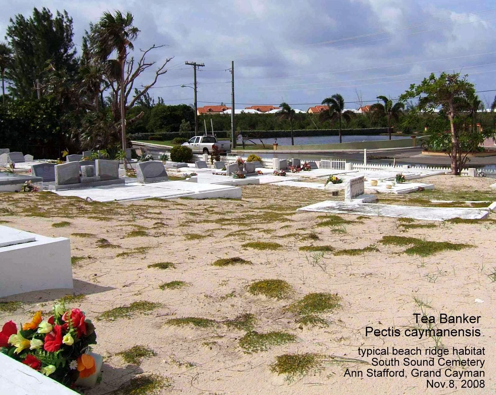 CaymANNature: Tea Banker - Pectis caymanensis