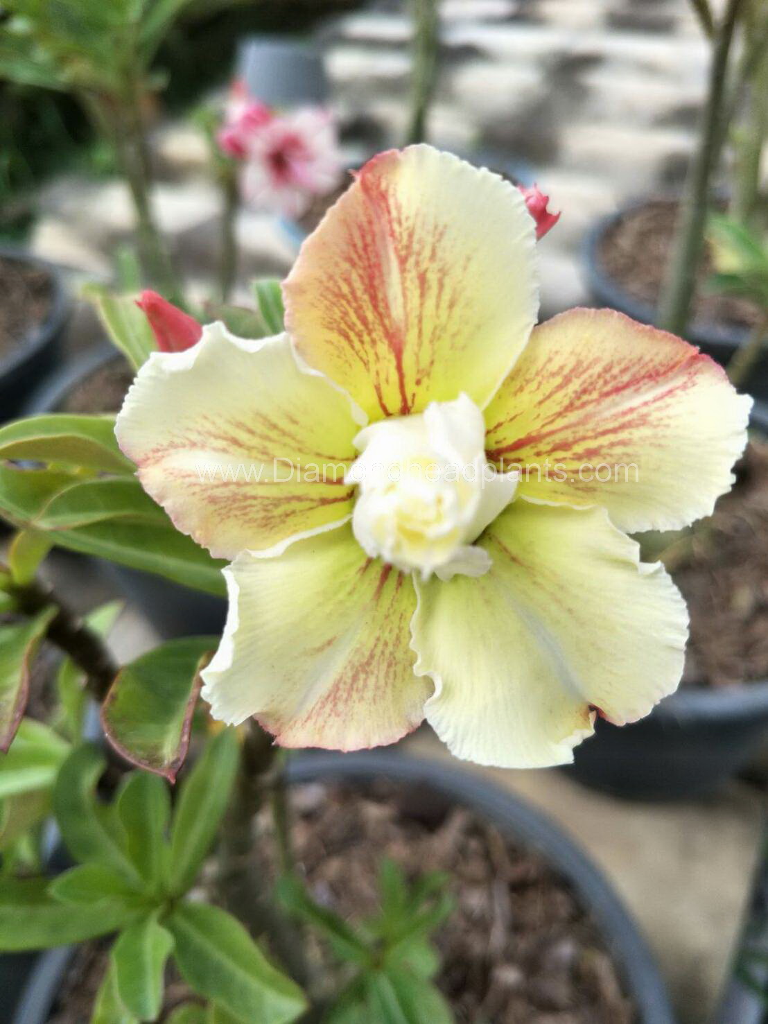 Adenium: New Adenium Catalog 2018-2019