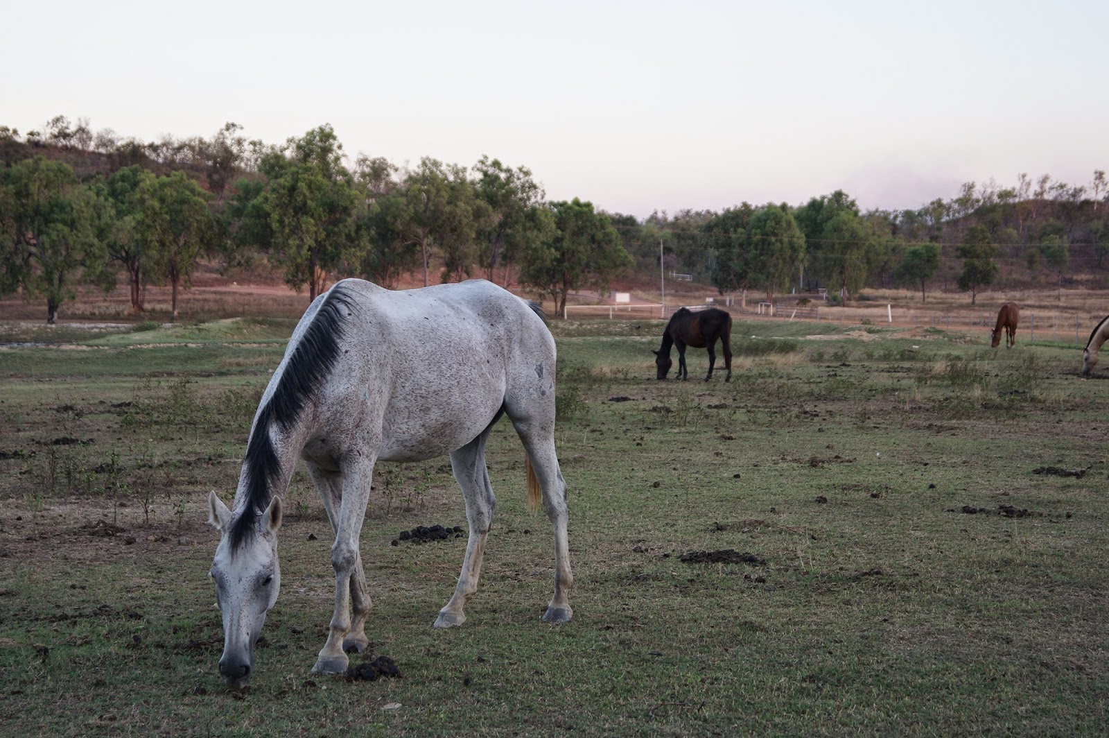 ON THE WALLABY: MT BUNDY STATION, ADELAIDE RIVER NT