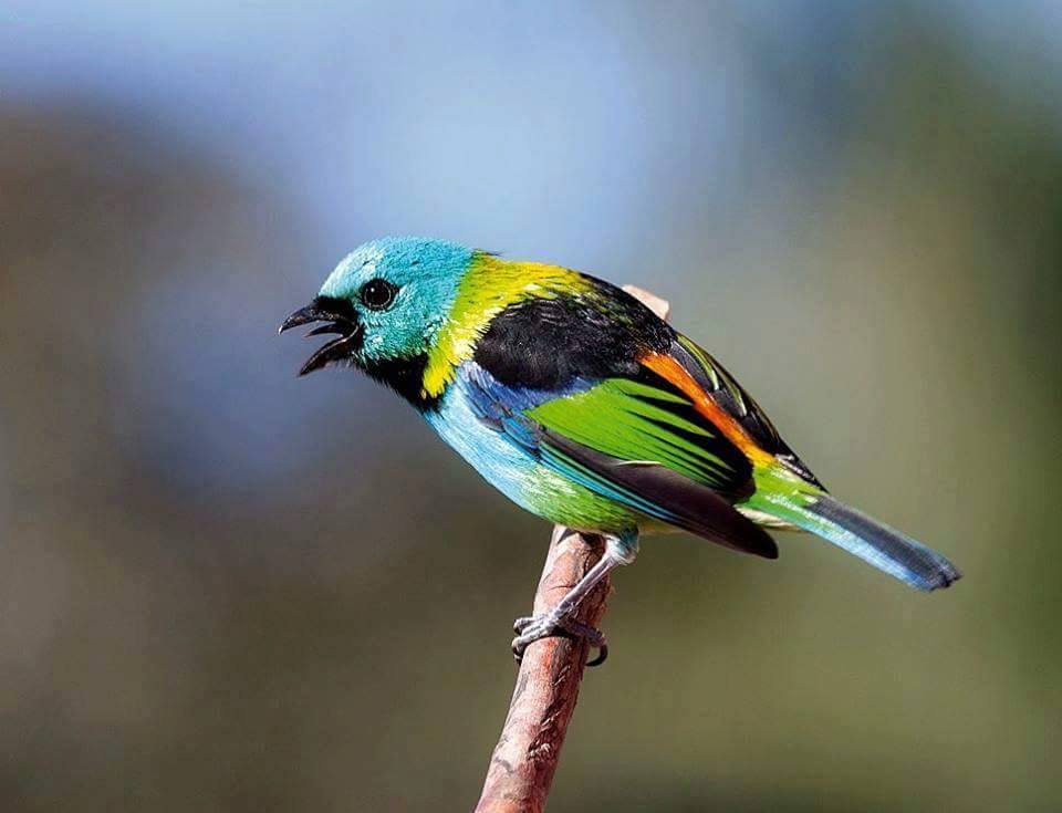 Pássaros, As Mais Belas Aves do Planeta - Klima Naturali™