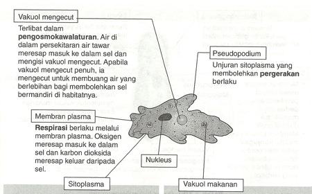 seronoknyaBIOLOGI!: BAB 2