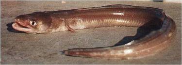 Asturpeskin: El congrio y su pesca