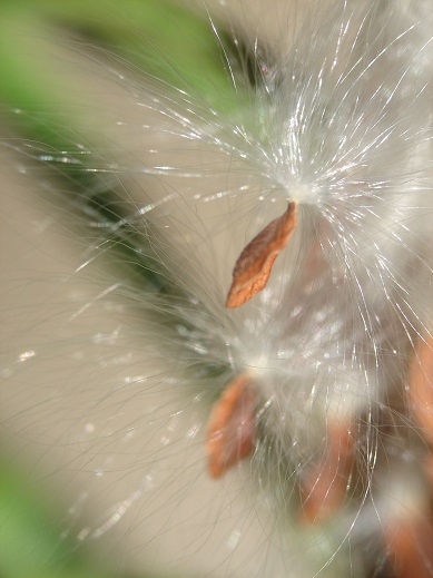 Bayou Lady Flying Seeds