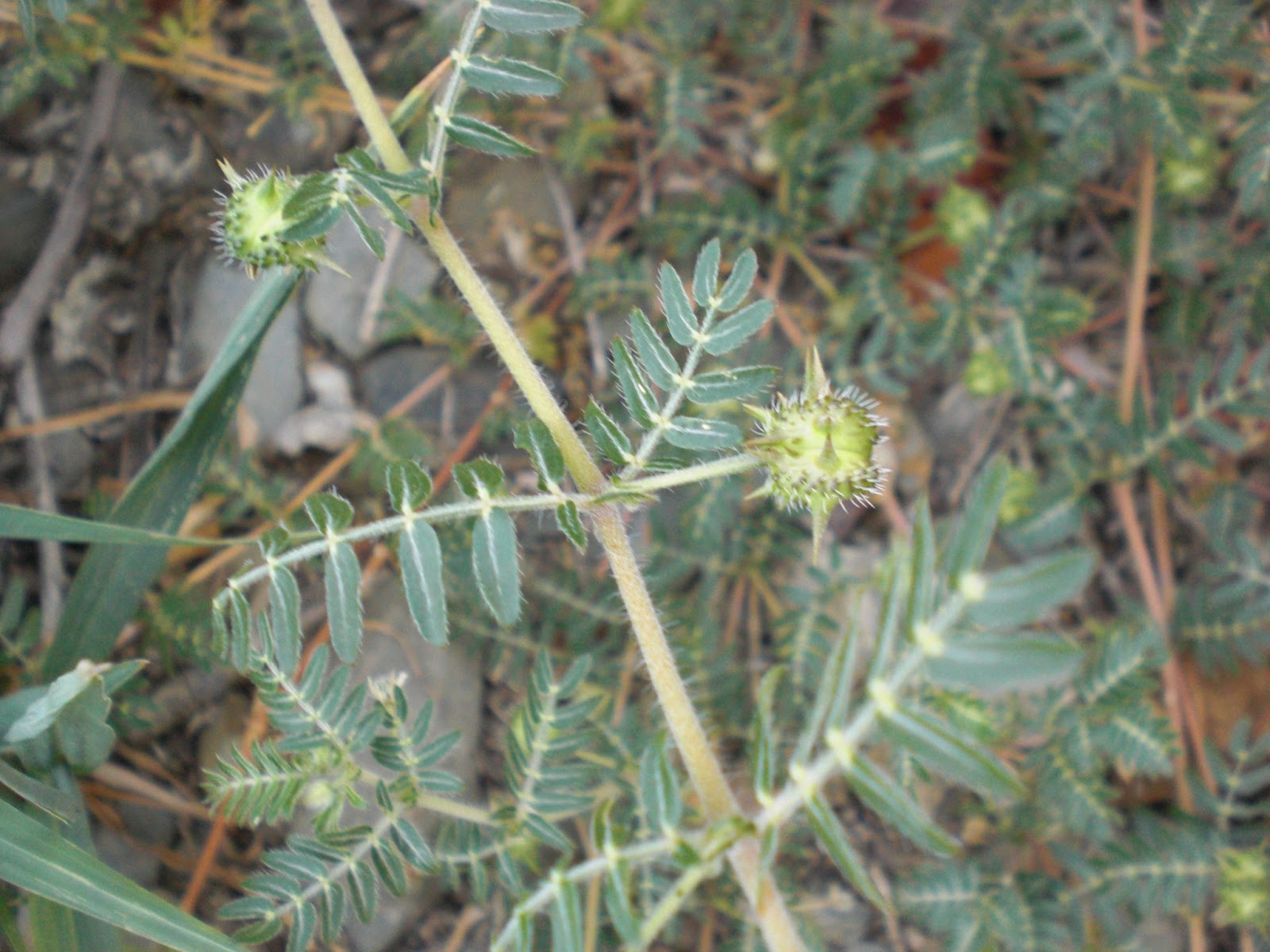 Perfumes y luces de Extremadura: Abrojo. Tribulus terrestris.