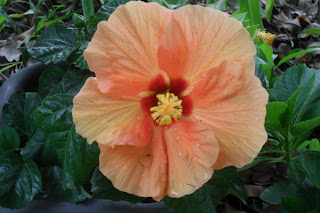 BIOTERRA: INFLORESCÊNCIA (FLORES)