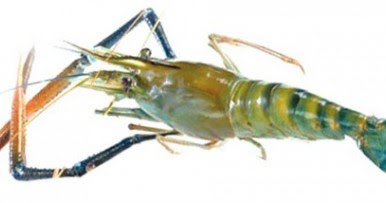 Natural Beauty Of Bangladesh: Difference between Galda and Bagda Prawn