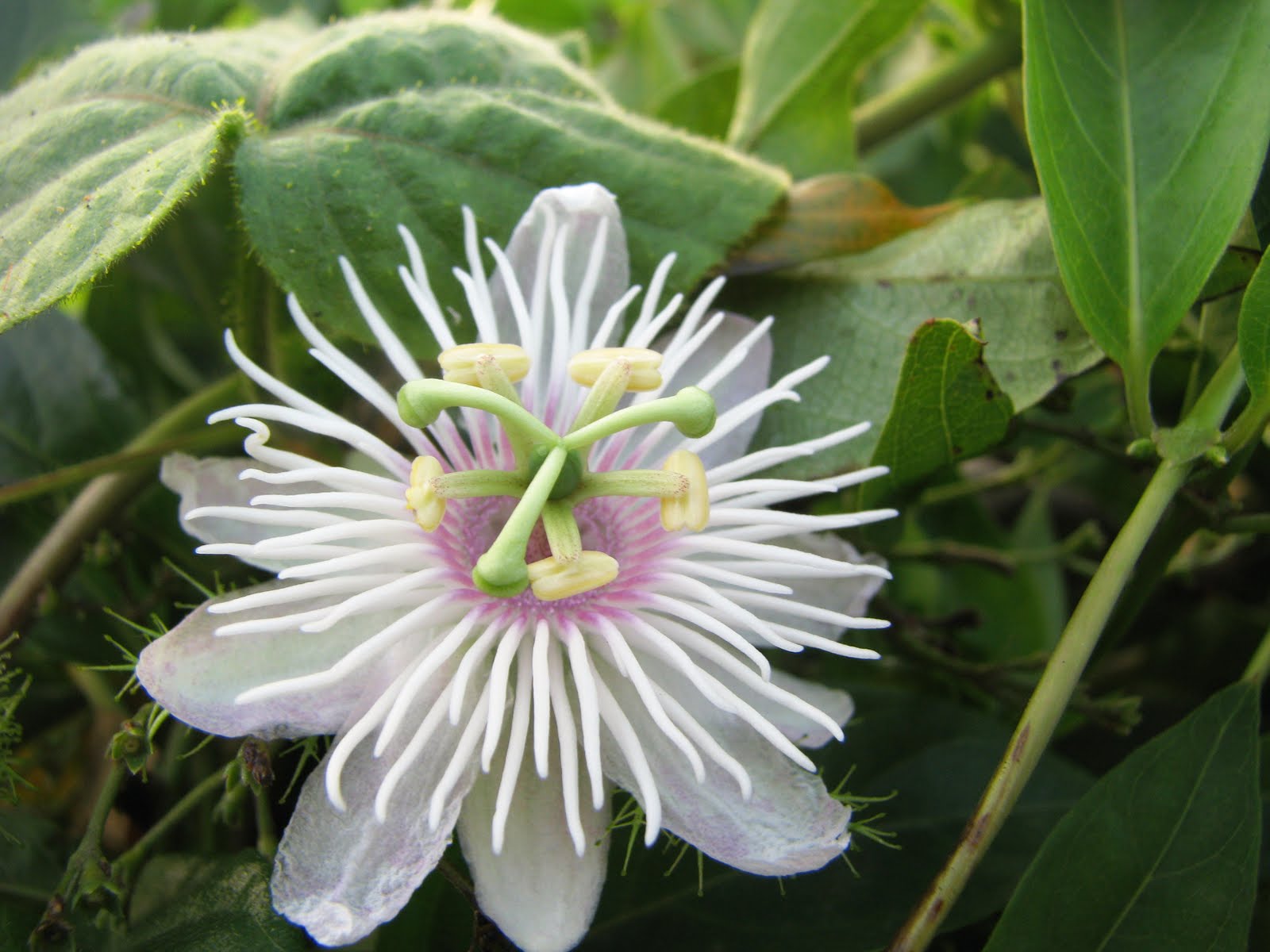 LAMAN-SERi : MeNCaRi KeReDHaaN-MU: Letup-letup, tumbuhan liar berkhasiat