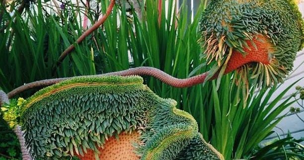 WHAT IS FASCIATION? |The Garden of Eaden