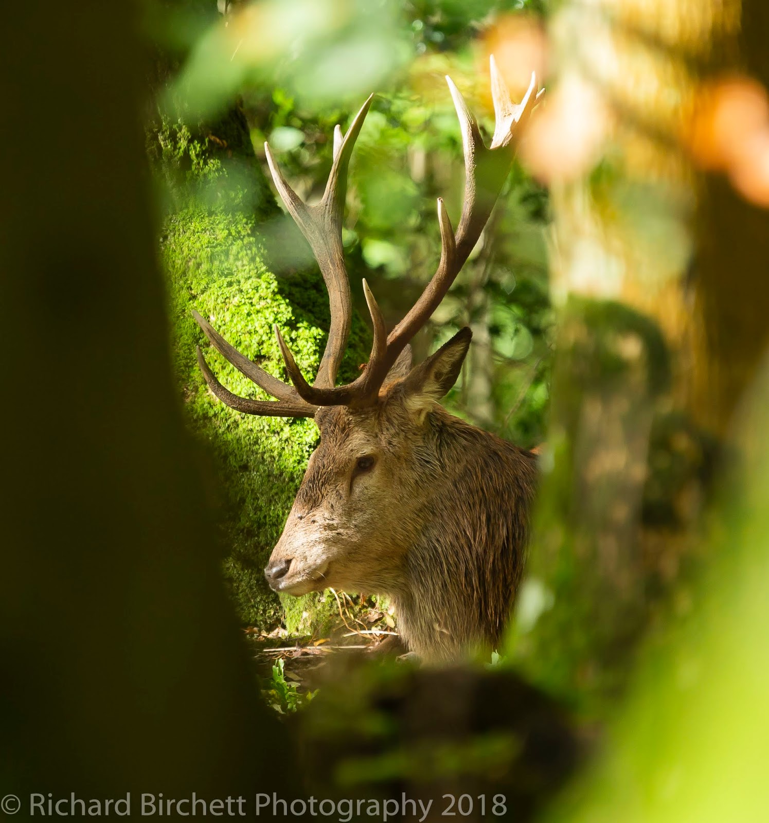 Wildlife in Cornwall: A selection of Wildlife Images from the Exmoor ...