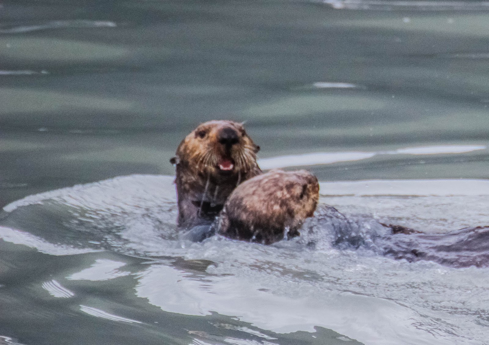 Cannundrums: Northern Sea Otter - Kenai Peninsula, Alaska
