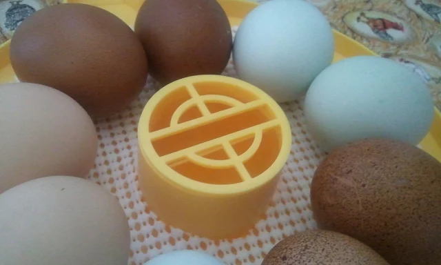 Let's Hatch Chicks! A Day-by-Day Egg Hatching Tutorial - Fresh Eggs ...