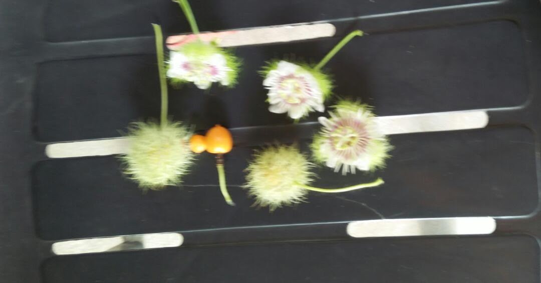 Dari Tangkak With Love: Pokok letup letup/ pokok ulat bulu / pokok markisa